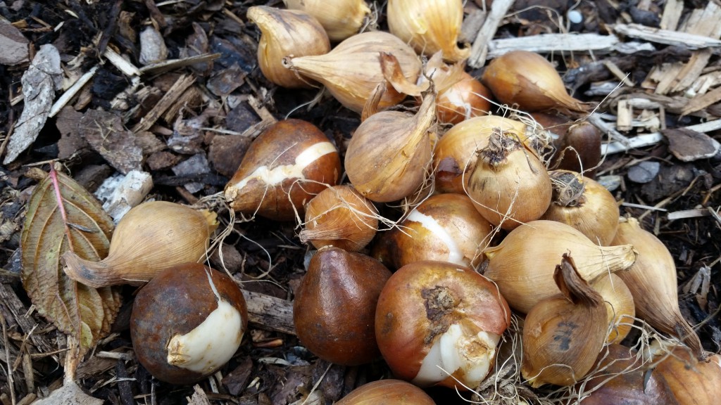 Blumenzwiebel Herbst Setzen